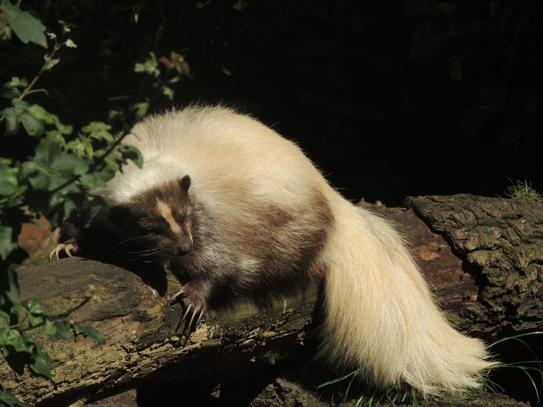 Gestreept stinkdier - Stichting Artisklas Haarlem