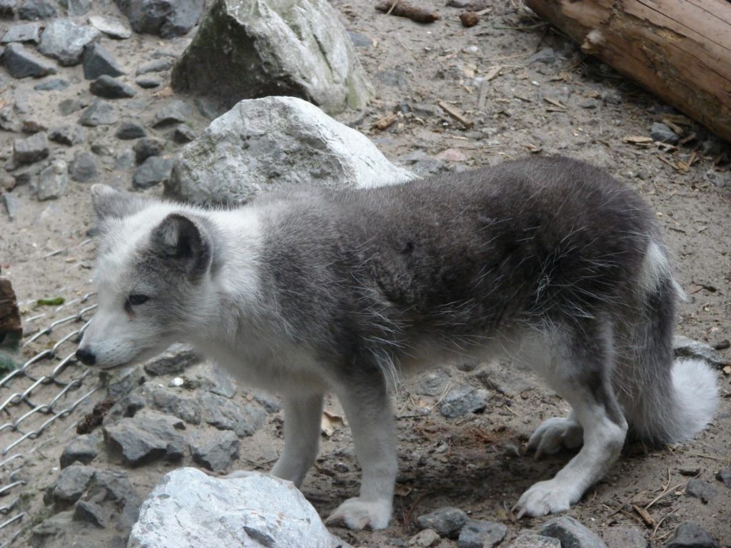 Poolvos - Stichting Artisklas Haarlem