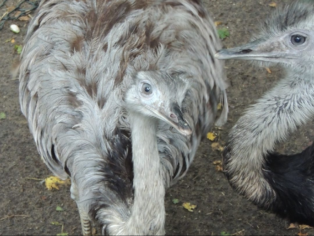 Nandoe - Stichting Artisklas Haarlem