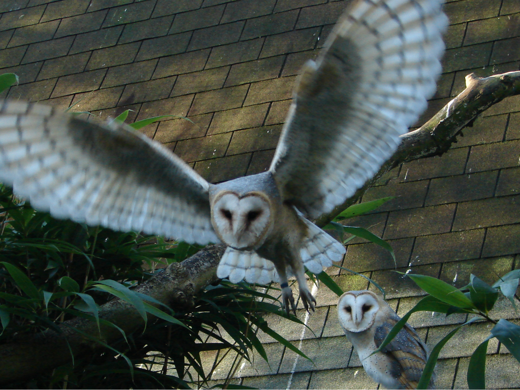 Kerkuil - Stichting Artisklas Haarlem
