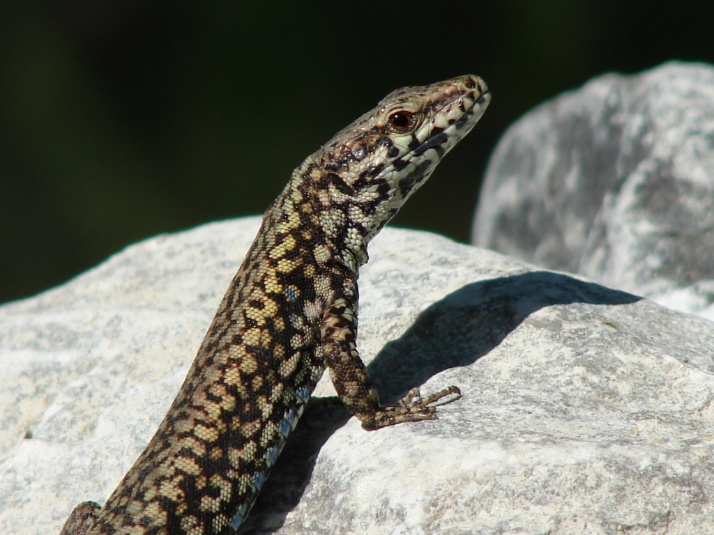 Muurhagedis - Stichting Artisklas Haarlem