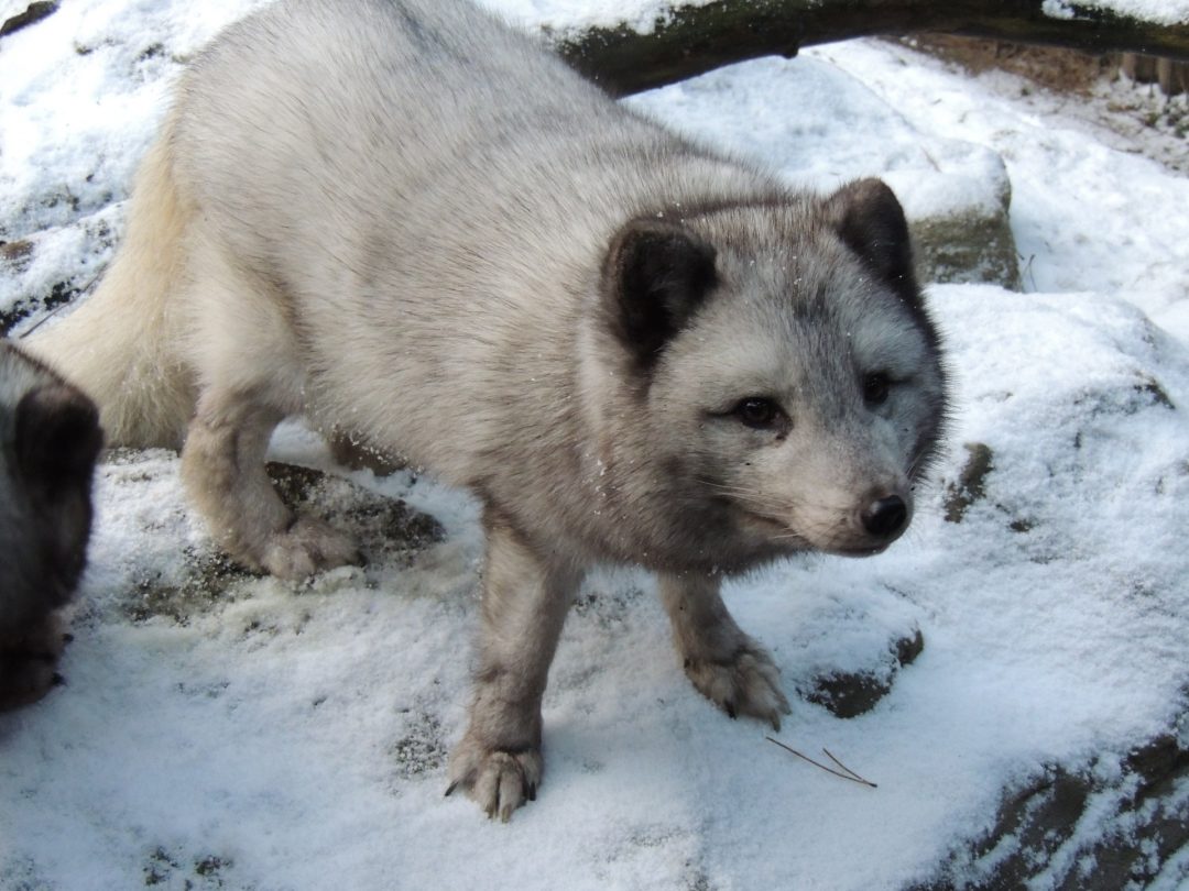 Poolvos - Stichting Artisklas Haarlem