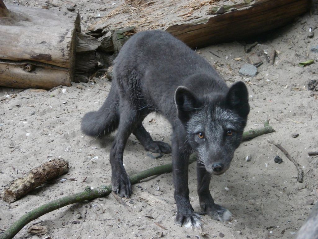 Poolvos - Stichting Artisklas Haarlem