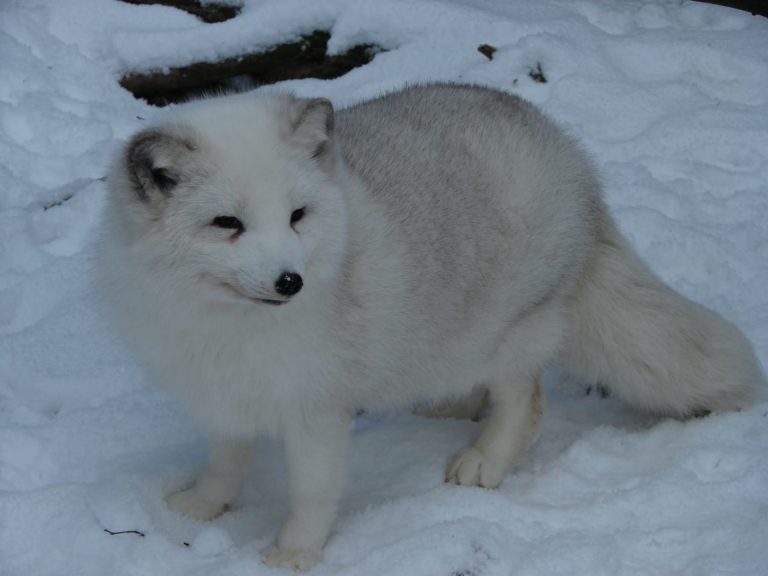 Poolvos - Stichting Artisklas Haarlem