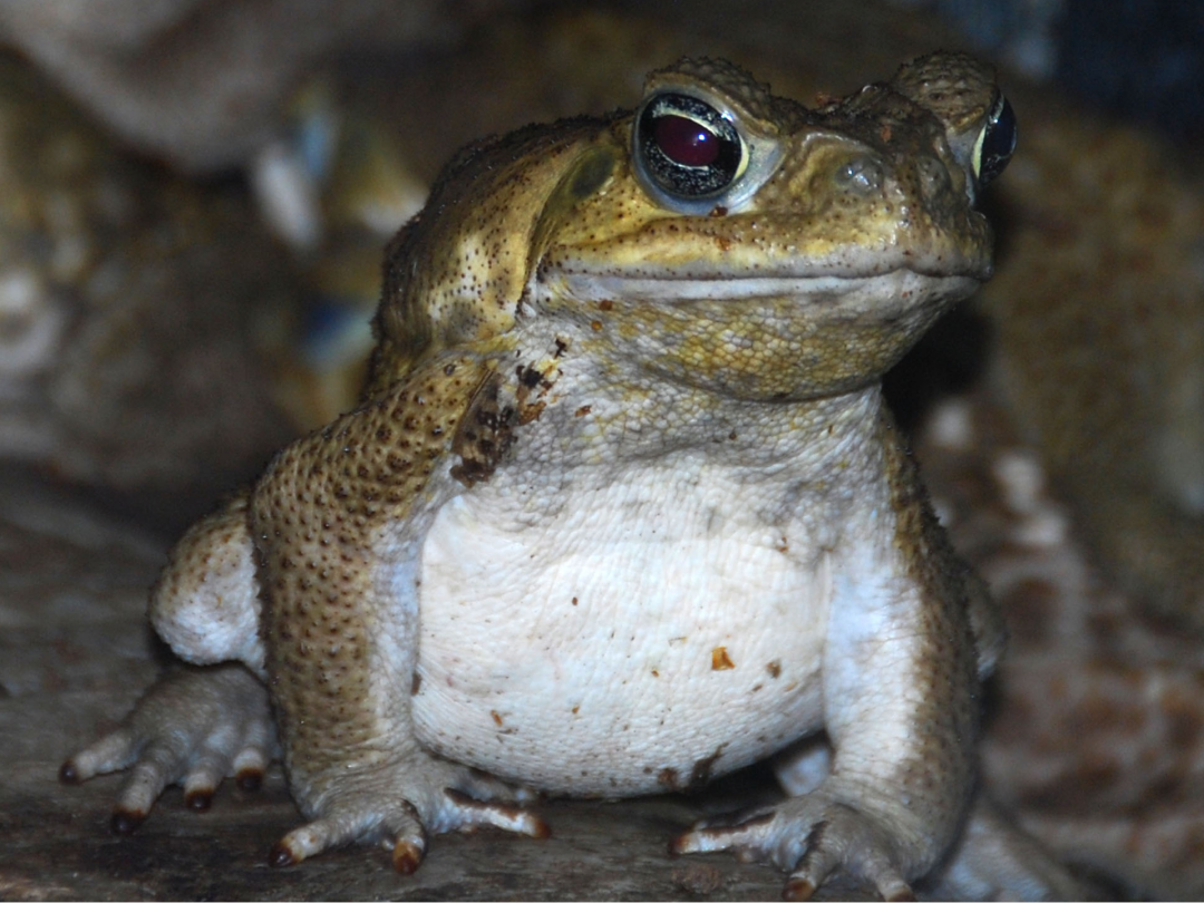 reuzenpad - Stichting Artisklas Haarlem