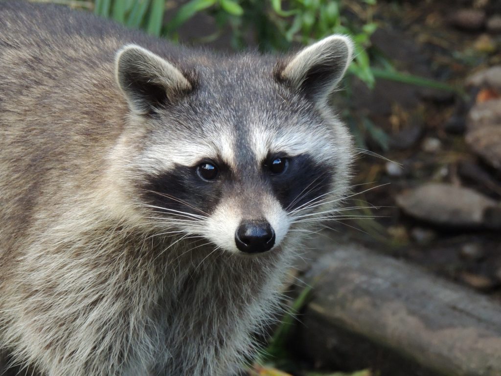 Noord-Amerikaanse wasbeer - Stichting Artisklas Haarlem
