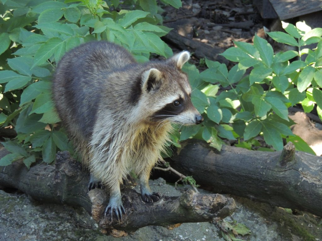 Noord-Amerikaanse wasbeer - Stichting Artisklas Haarlem
