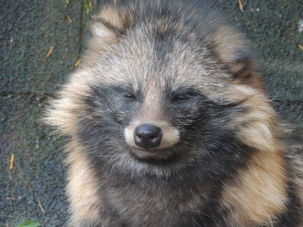 wasbeerhond - Stichting Artisklas Haarlem