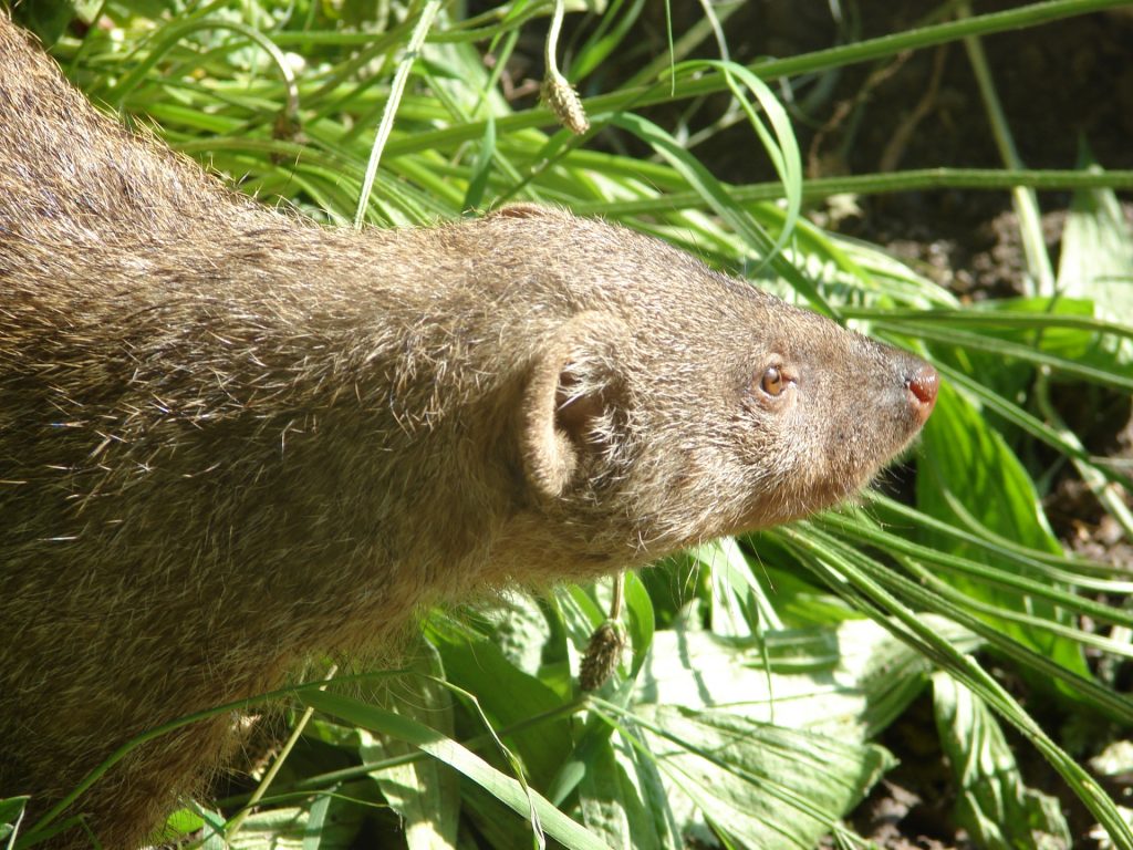 Zebramangoeste - Stichting Artisklas Haarlem